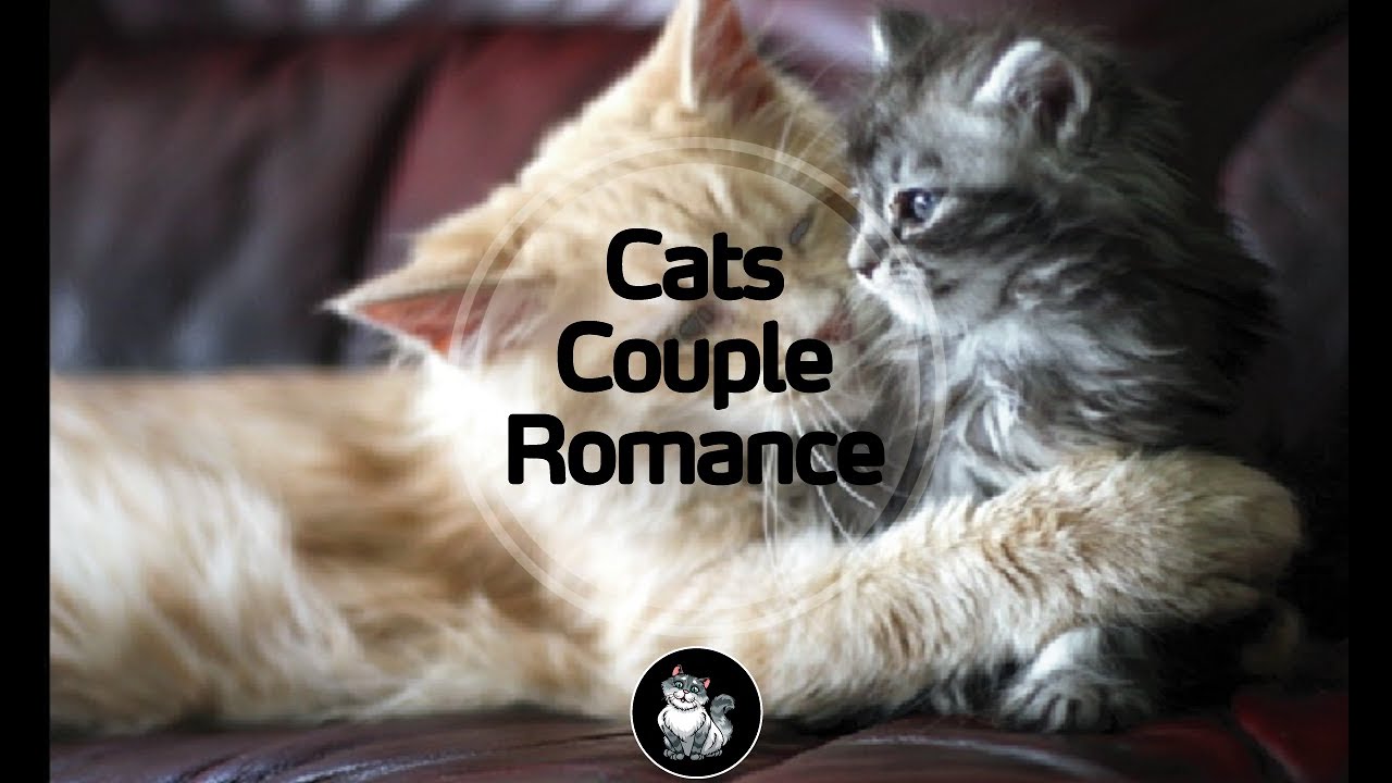 Cats Couple Romance Videos || #CatsRomantic Videos - YouTube