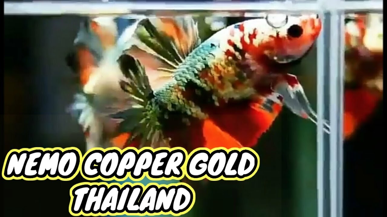 IKAN CUPANG NEMO COPPER GOLD THAILAND - YouTube
