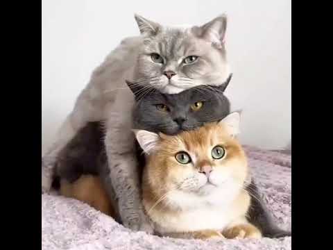 Three Funny Cats Stacked! (lol) - YouTube