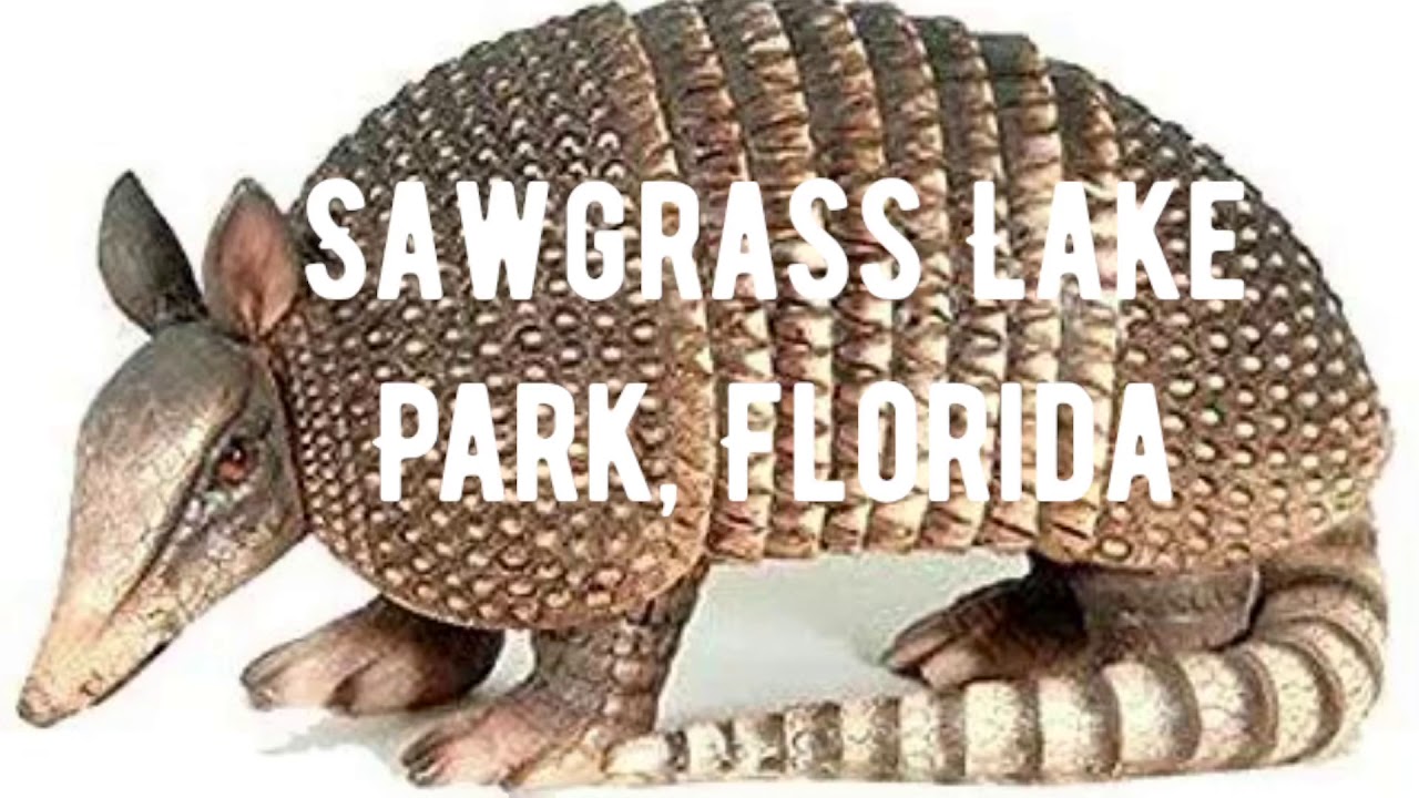 Armadillo & Alligator - YouTube