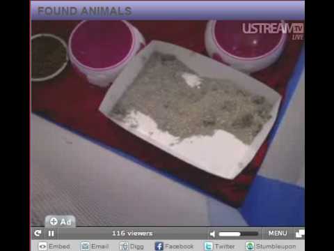 Kitty Attacks Webcam ! - YouTube
