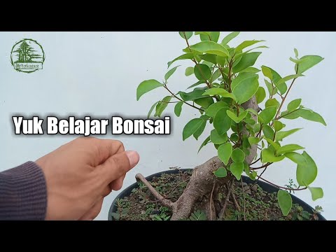 Membuat Bonsai Beringin Iprik / Preh - YouTube
