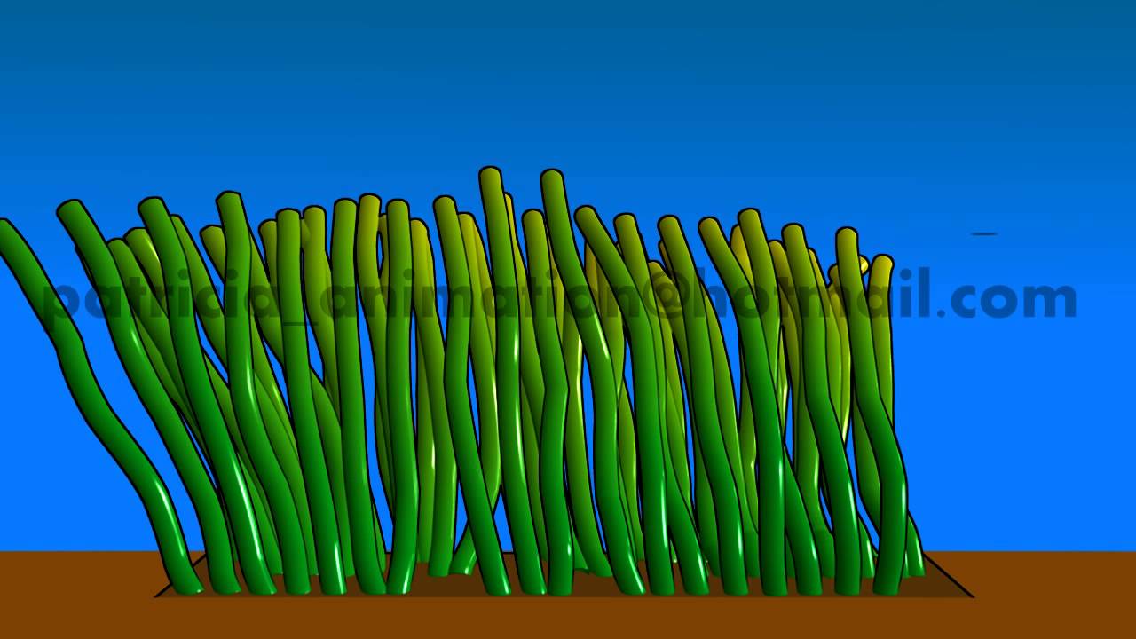 Anemone Animation - YouTube