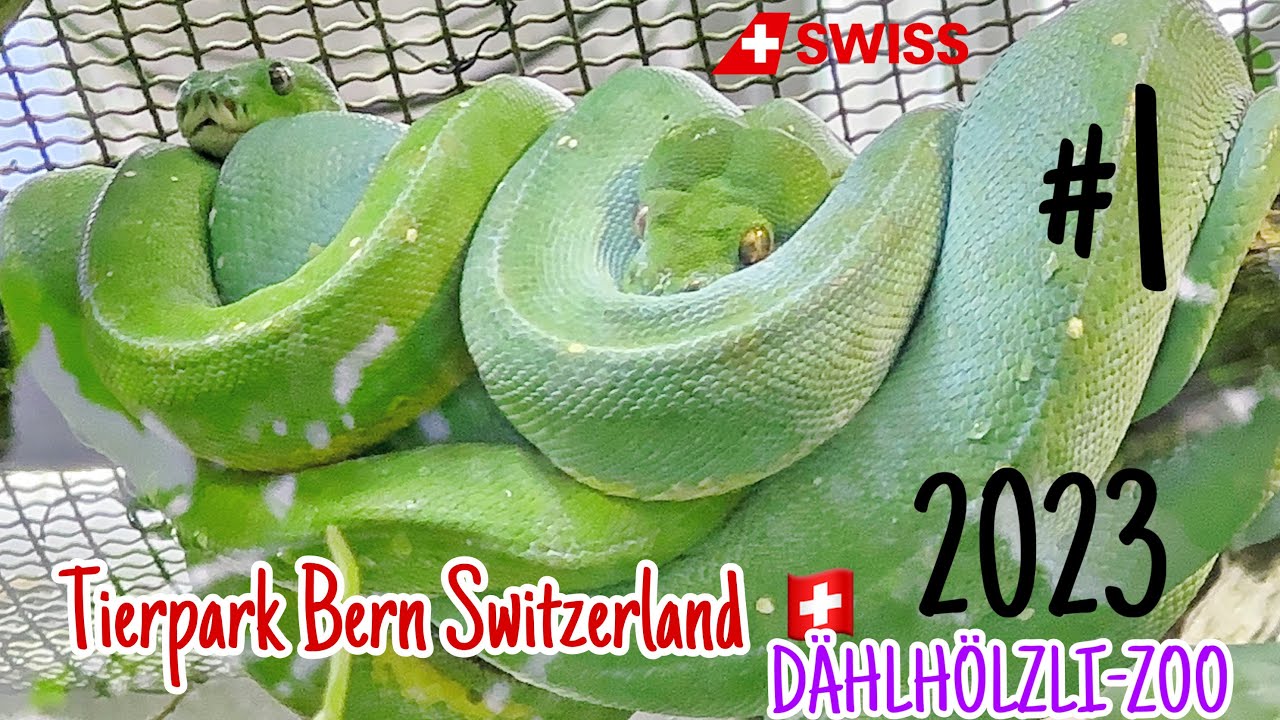 Tierpark Bern _DÄHLHÖLZLI_ZOO switzerland #zoo @SwissNguyenCH - YouTube