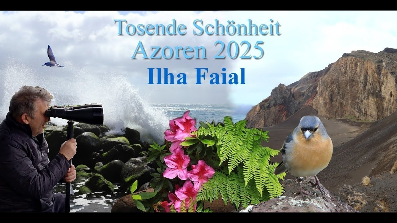 Tosende Schönheit: Azoren 2025, Teil 2: Wilde Küsten, Vögel Tiere ...