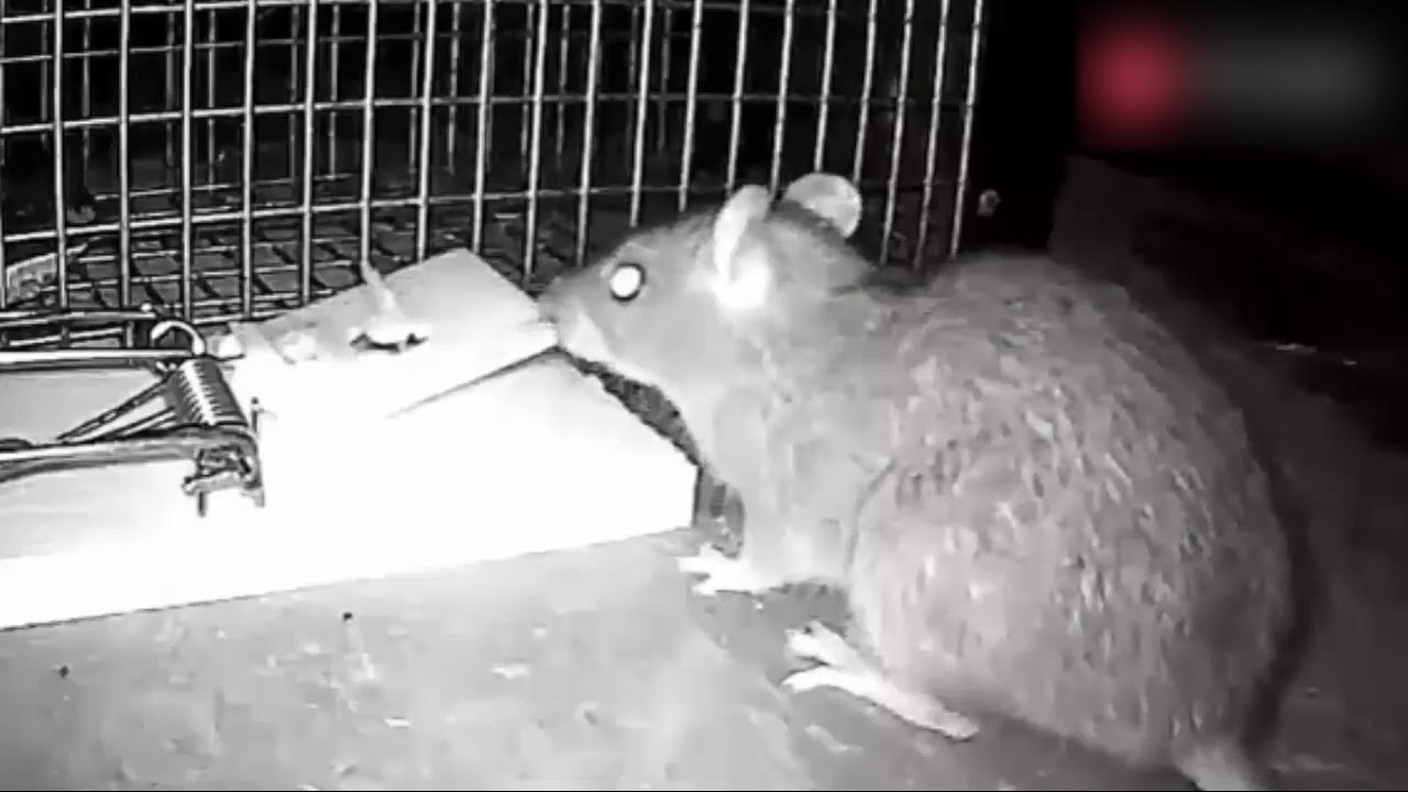 The biggest mouse in life, the owner was mad after watching the video ...
