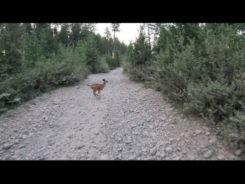 I Almost Hit A Deer - YouTube