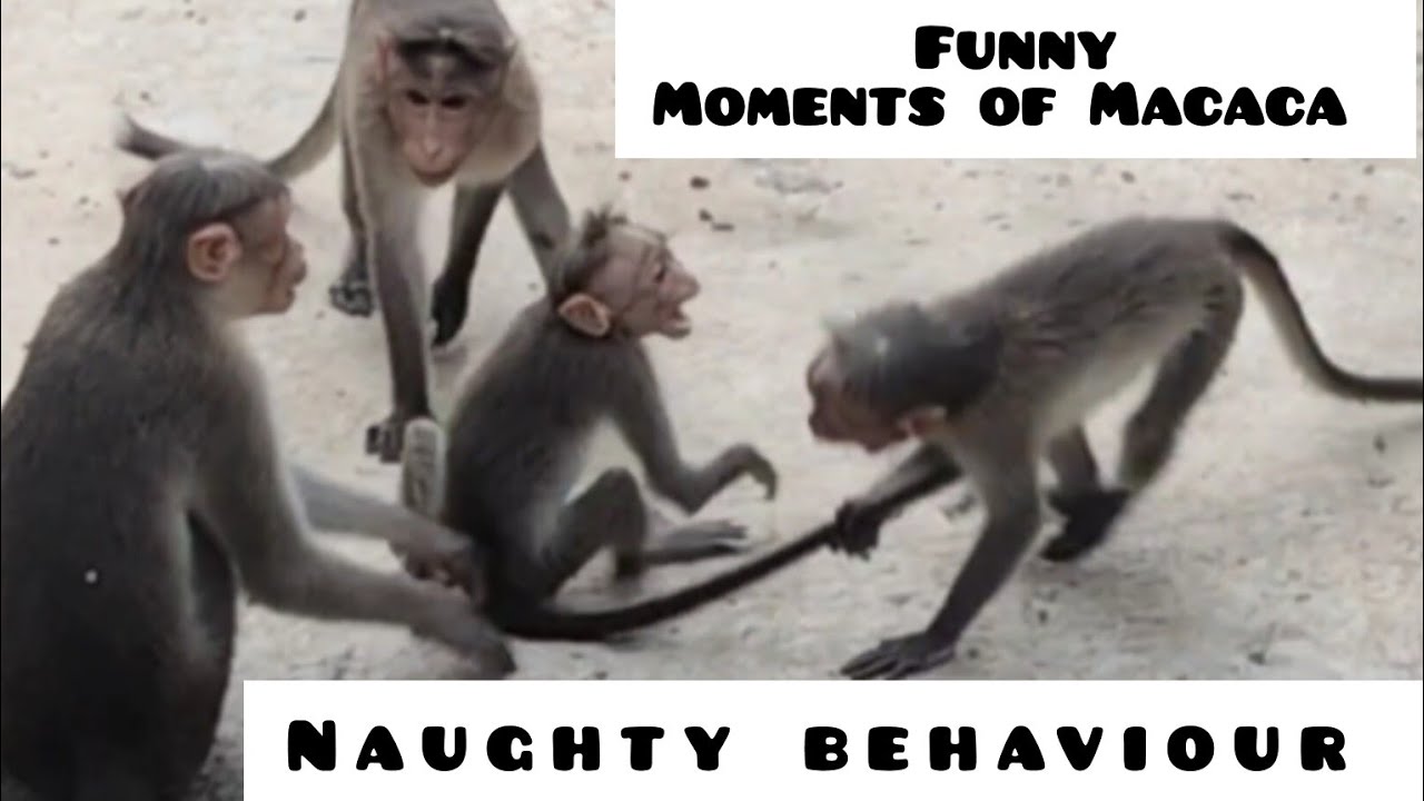 Nonstop mischief. Monkey fig*ht. Naughty monkeys. Funny monkeys. Macaca. Monkey. Macaques ...