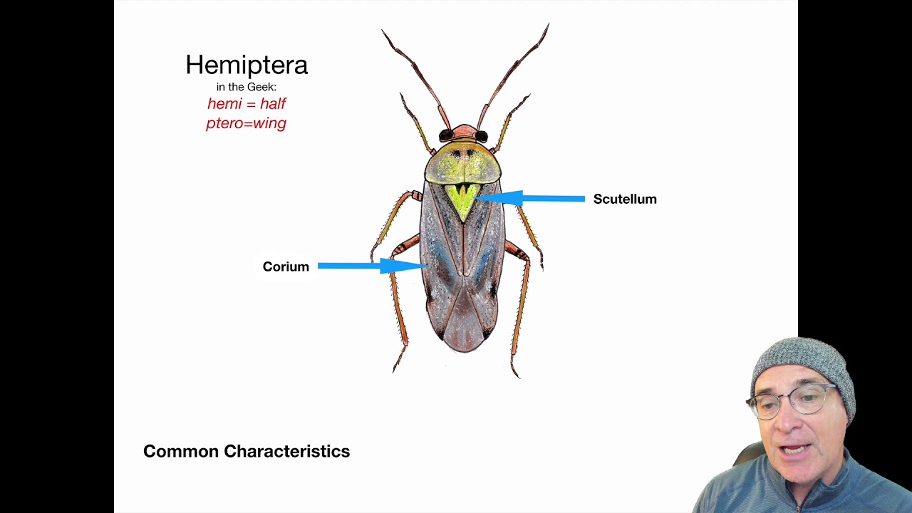 Introduction to the Order: Hemiptera - YouTube