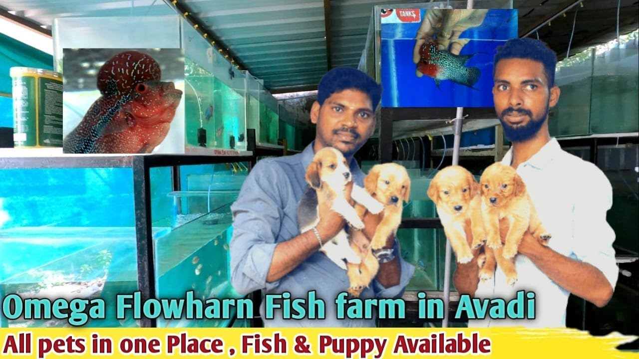 Omega Fish Farm in Chennai Aavadi - Integrated farm / Flowhorn and ...