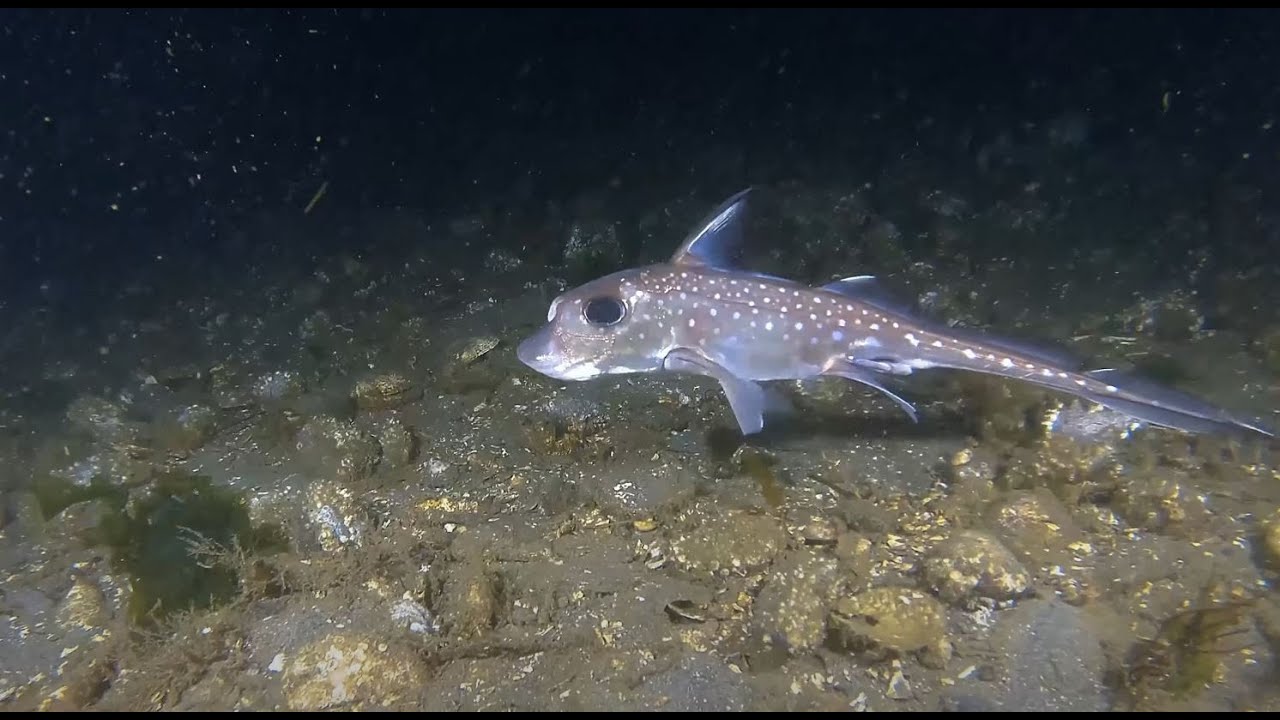 Spotted ratfish (Hydrolagus colliei) - YouTube