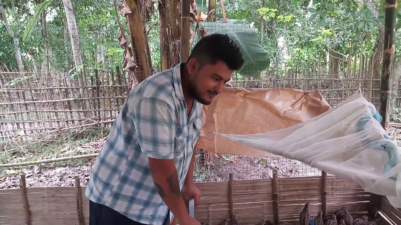 Bhaskar pig and chicken farm - YouTube