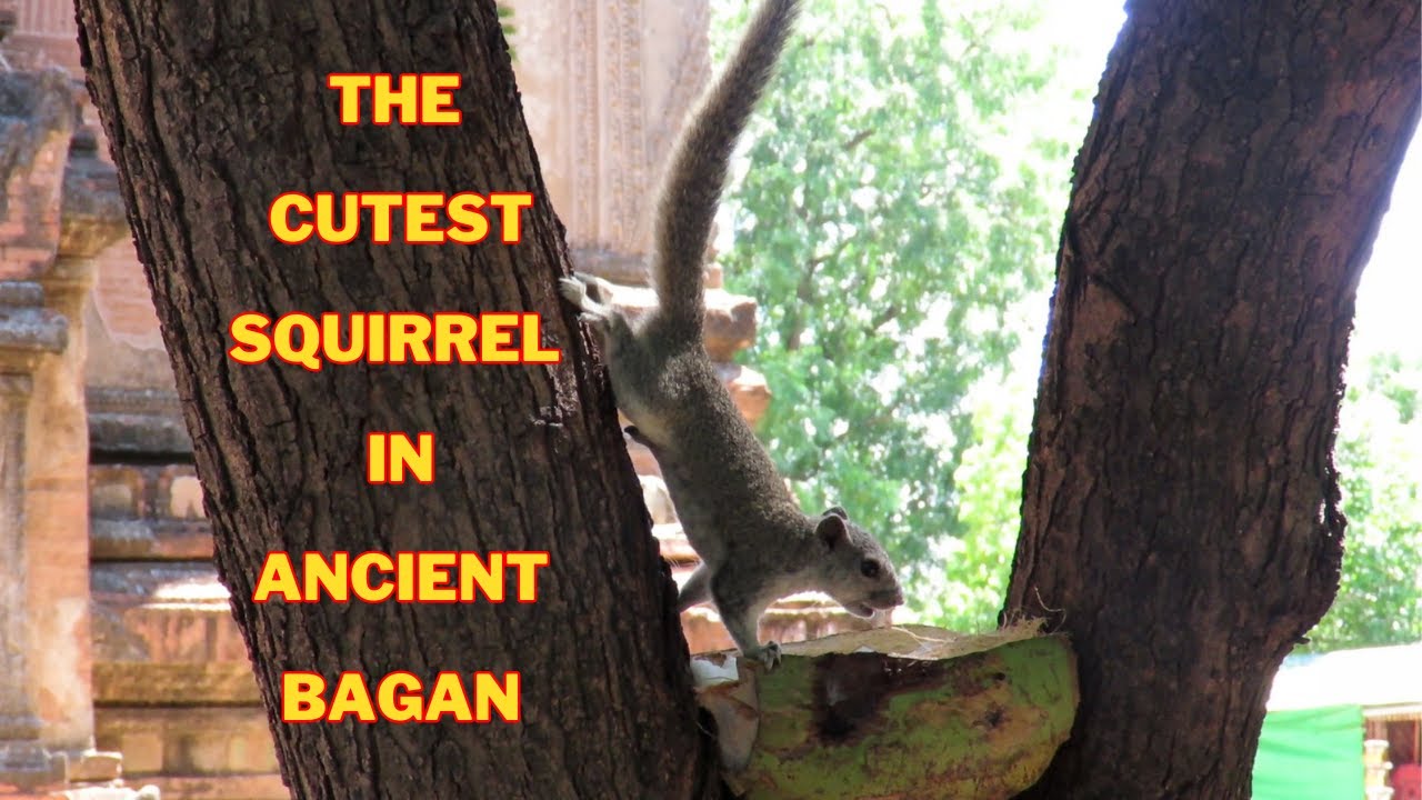 The cutest squirrel in ancient Bagan ( Myanmar/Burma ) - YouTube