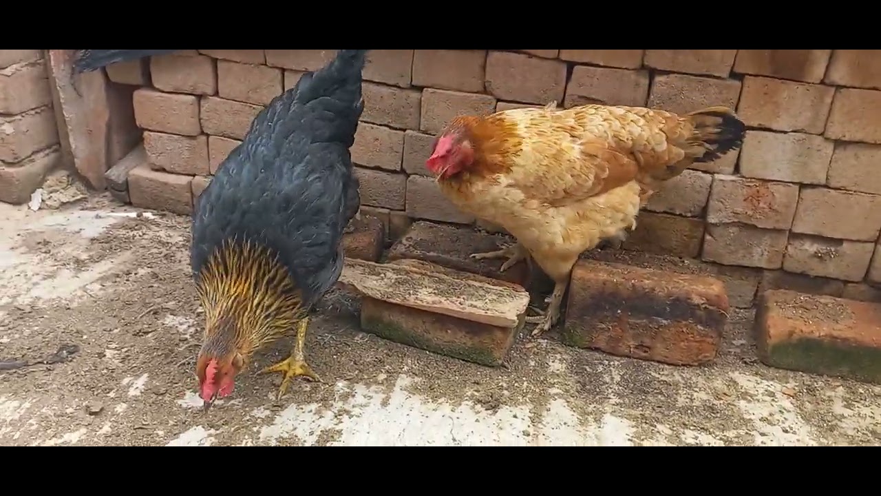 Separamos a las gallinas de huevo verde - YouTube