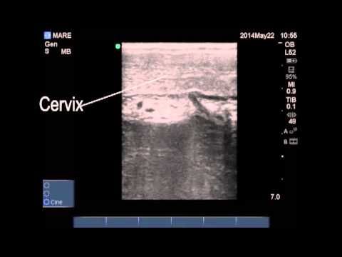 Mare pregnancy scan video - YouTube
