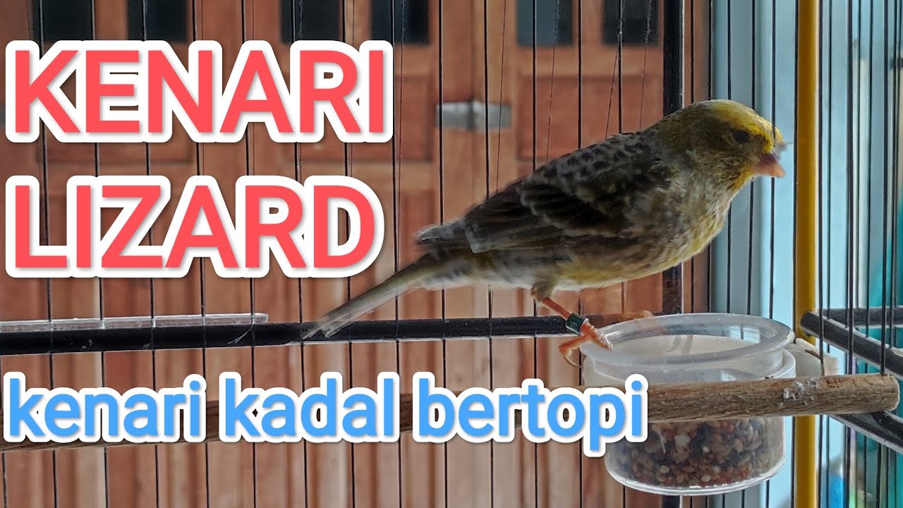 KENARI LIZARD | KENARI KADAL BERTOPI - YouTube