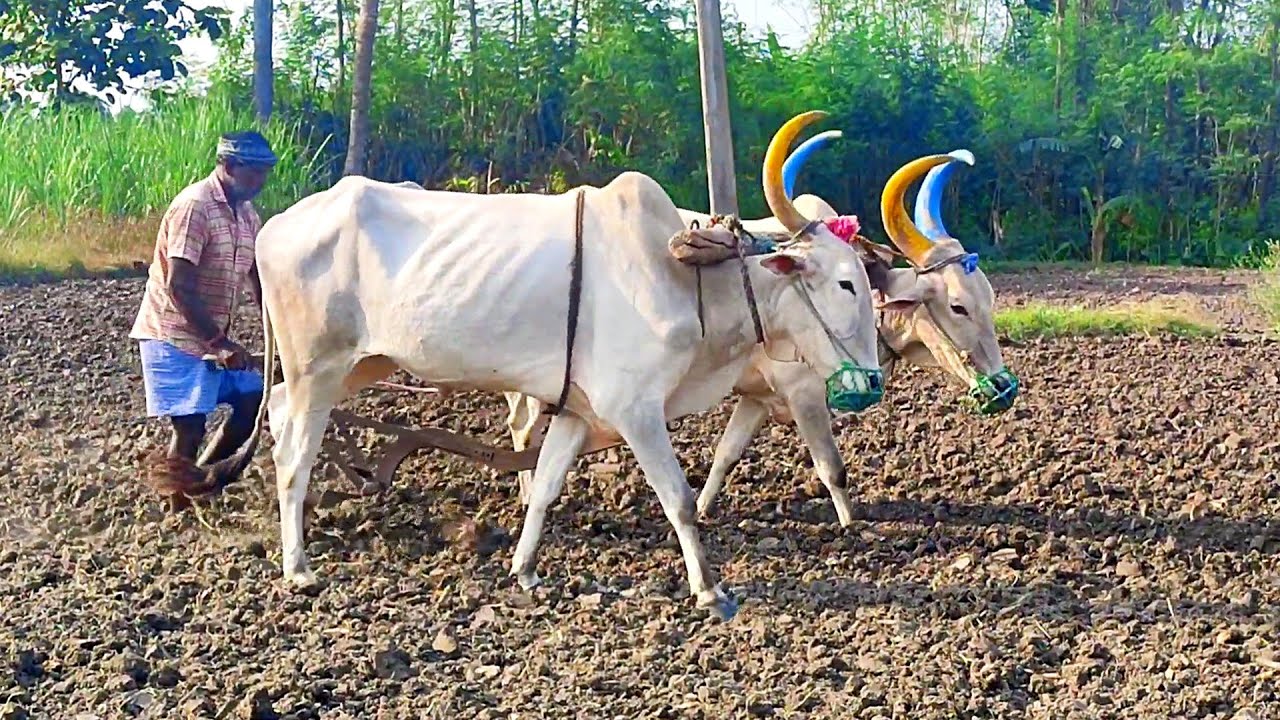 bull ploughing the field with bull | farming videos bullock ploughing ...