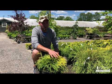 When To Prune Golden Cypress Shrubs