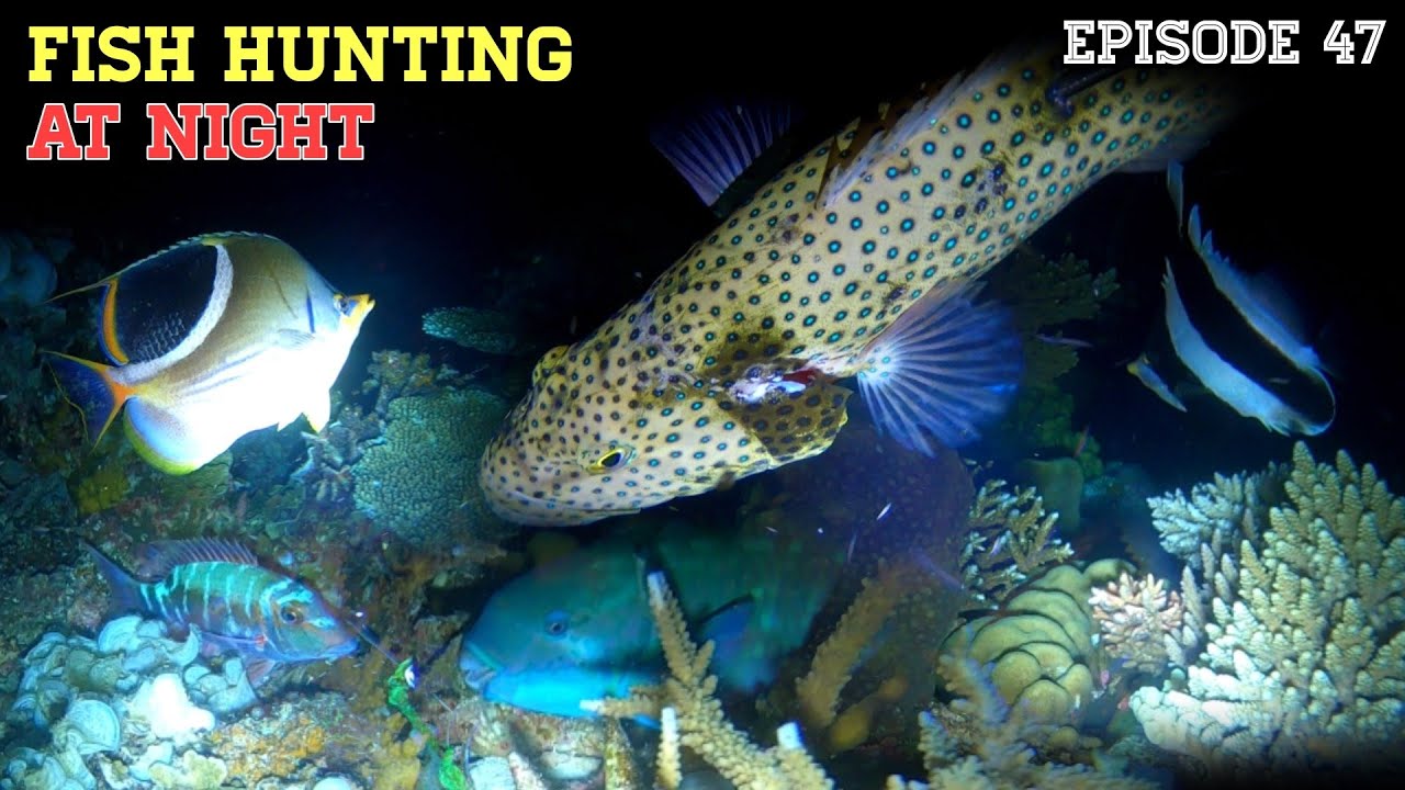 NIGHT SPEARFISHING EPISODE 47 | FISH HUNTING AT NIGHT - YouTube
