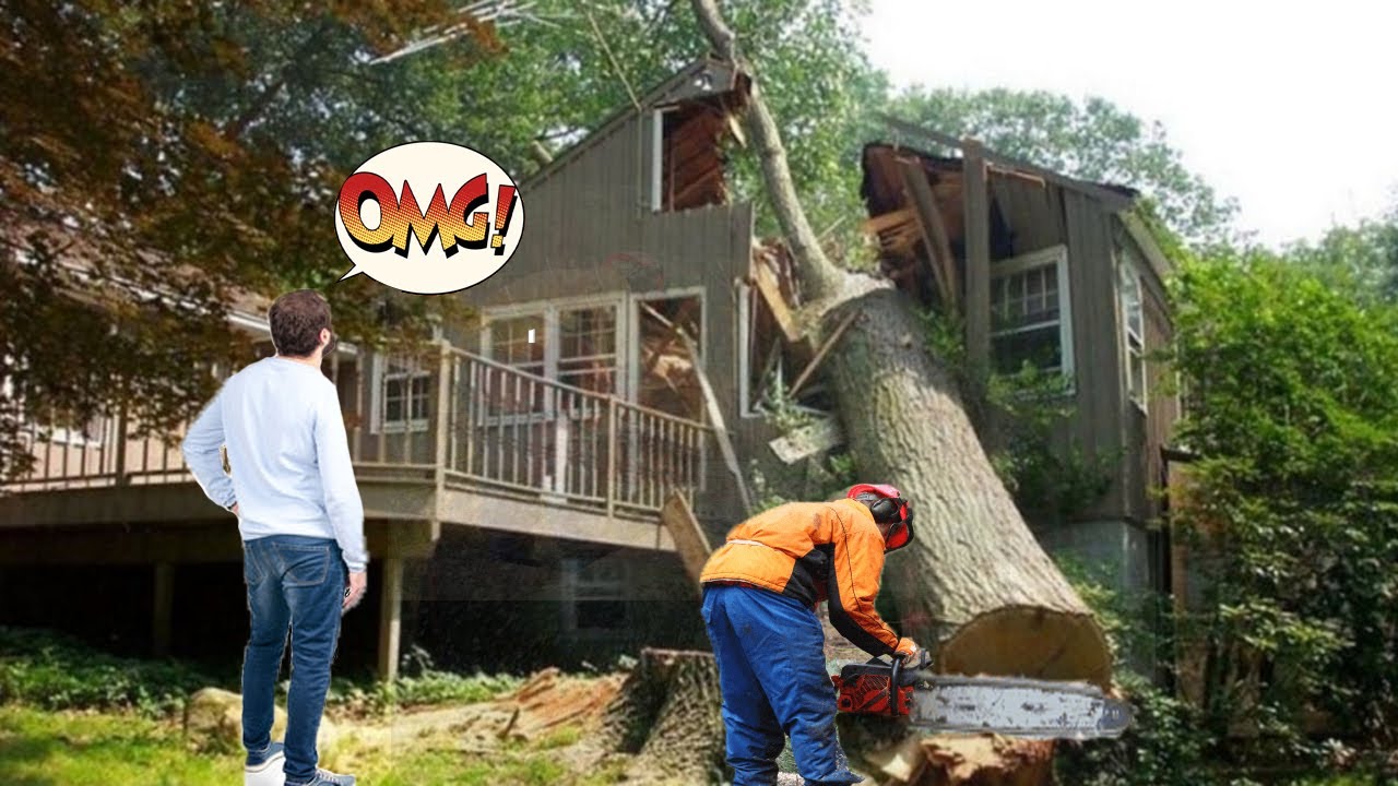Dangerous Idiots Tree Cutting Fails With Chainsaw Working - Dangerous ...