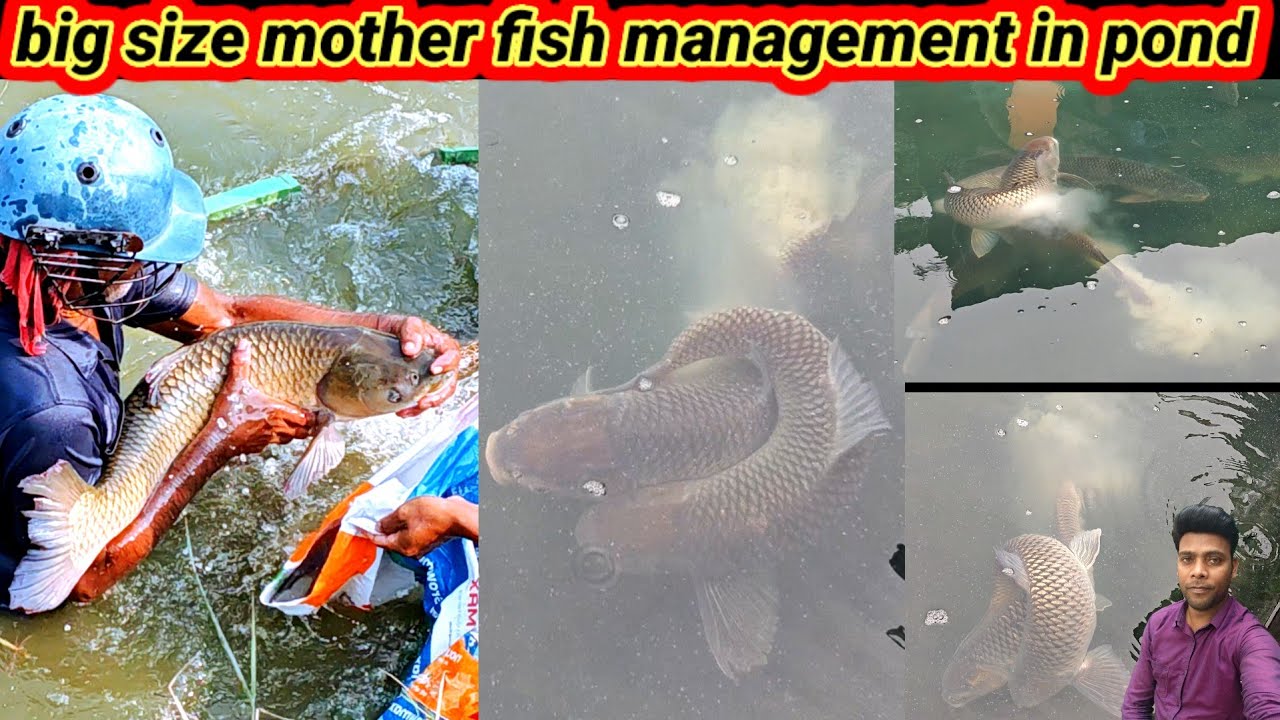 big size mother fish management in pond / 1 ekar talab me kitni kg ...