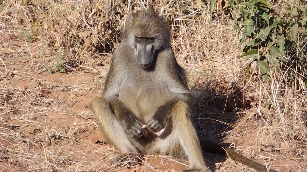 MONO TOCANDOSE... - YouTube