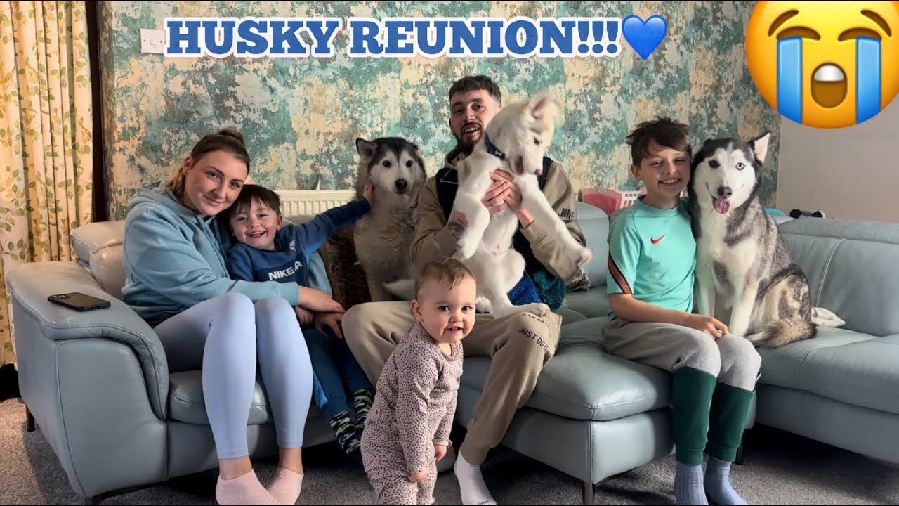 THE CUTEST HUSKY REUNION!😭💙. - YouTube