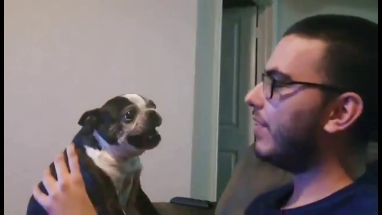 Angry Boston Terrier does not like long kisses! Funny! - YouTube