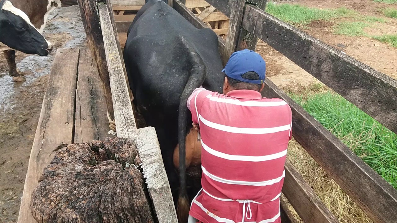 Inseminação,inseminador(Timon). - YouTube