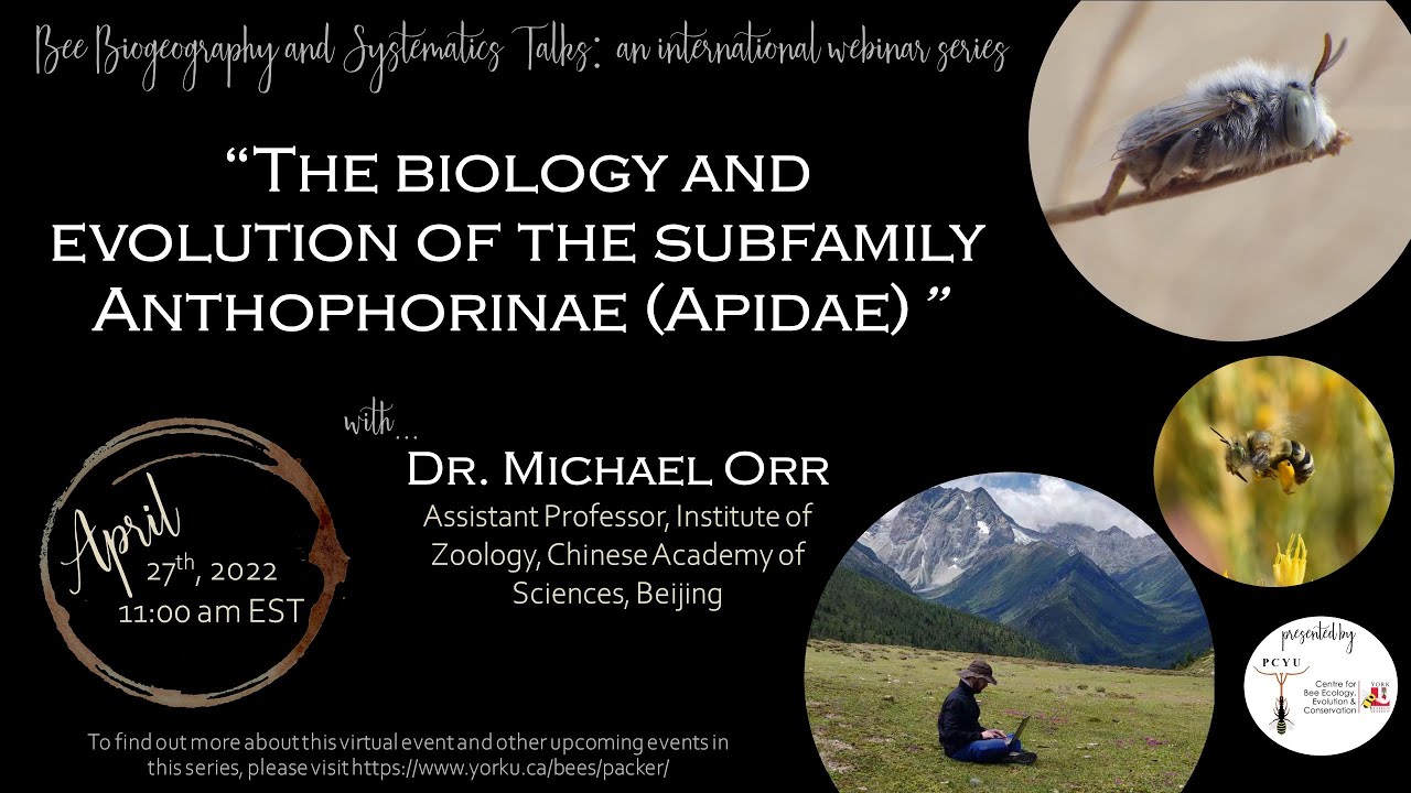 The Biology and Evolution of the Subfamily Anthophorinae (Apidae) - YouTube