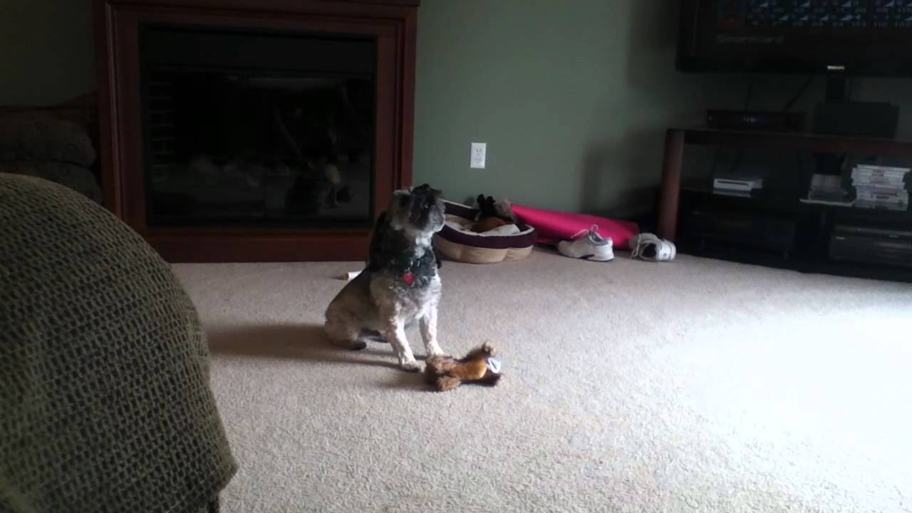 Funny howling dog - YouTube