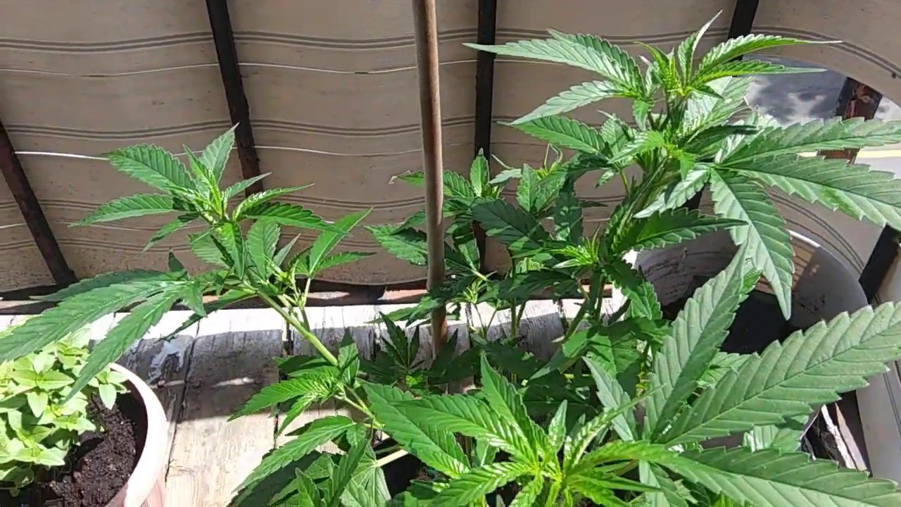 Balcony Weed #2 - YouTube