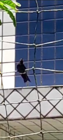 CG filma BEIJA-FLOR hj em Santos SP - YouTube
