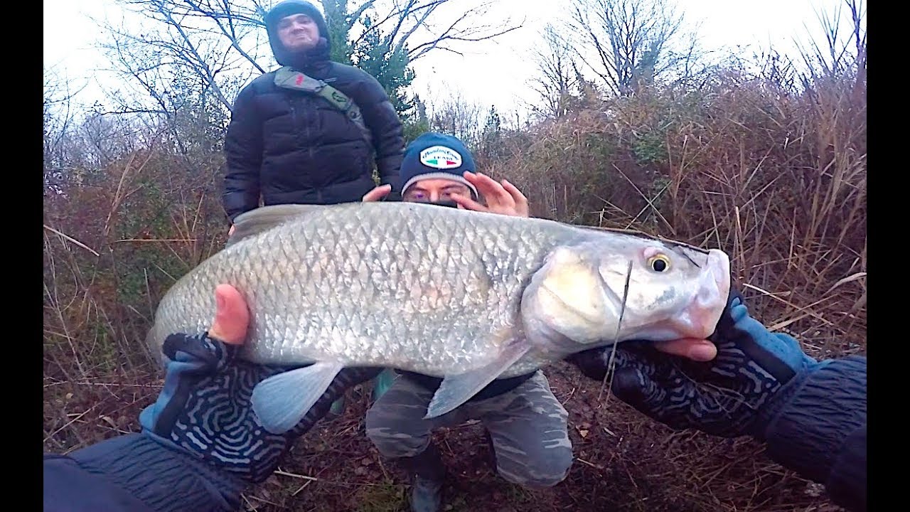 CAVEDANO MOSTRUOSO PESCANDO A LUCCI: Super Attacco in Diretta! - Grande ...