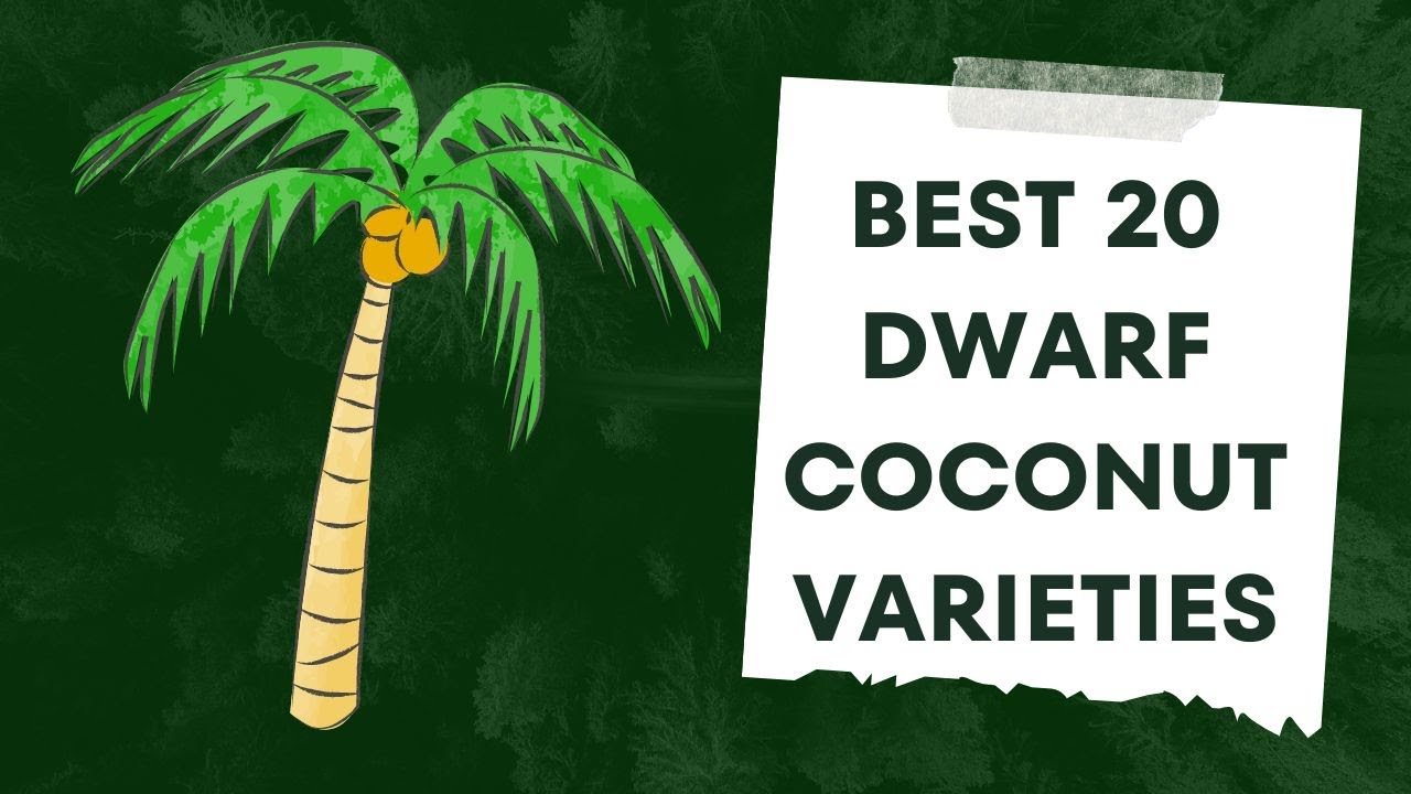 DISCOVER THE BEST 20 DWARF COCONUT VARIETIES FOR SMALL GARDENS | HIGH ...