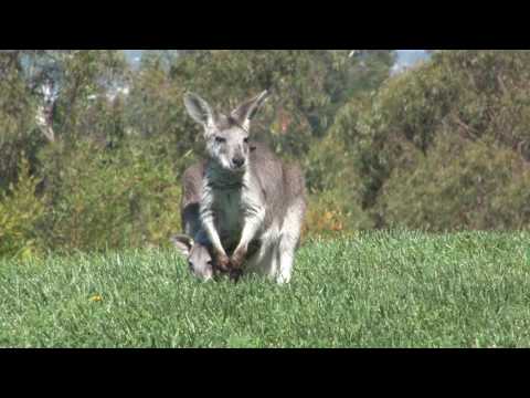 Baby Wallaroo Emerges from Mom’s Pouch at Oakland Zoo