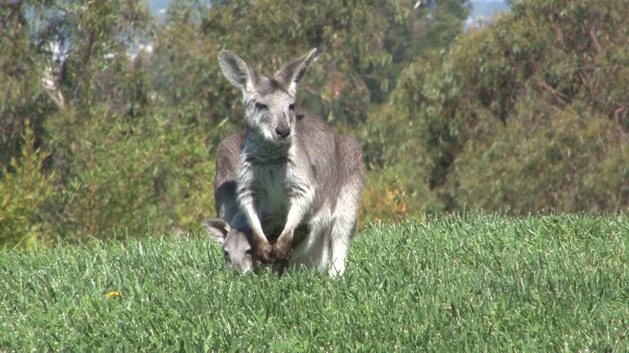 Baby Wallaroo Born at Oakland Zoo - YouTube