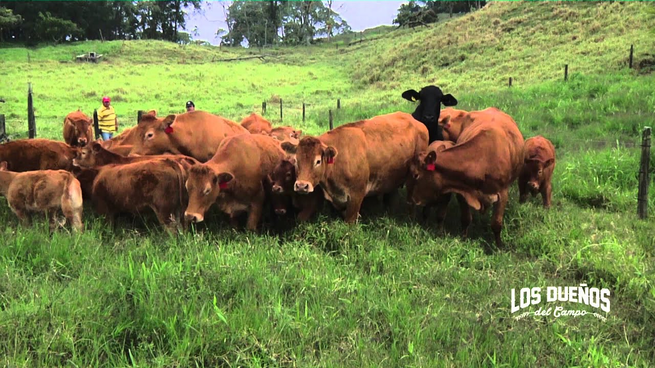 Crianza de Ganado Limousin - TvAgro por Juan Gonzalo Angel - YouTube