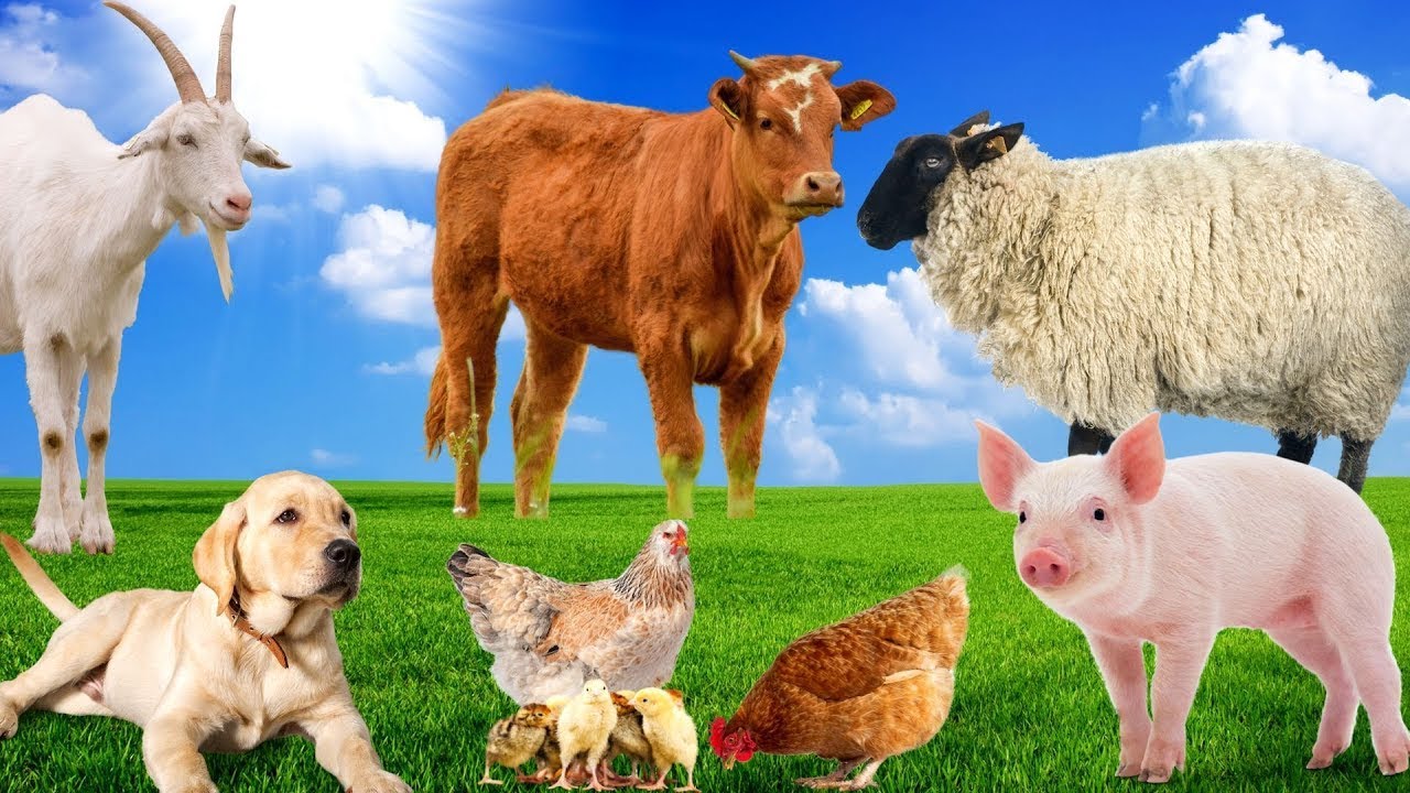 Farm animals - Cow, chicken, sheep, goat, pig - Animal sounds Part 15 ...