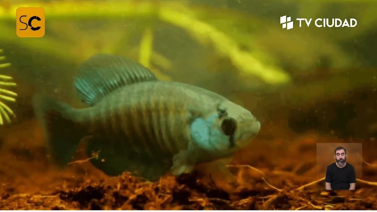Peces que vienen de las nubes; ciencia y manchas; sueño y genética y ...