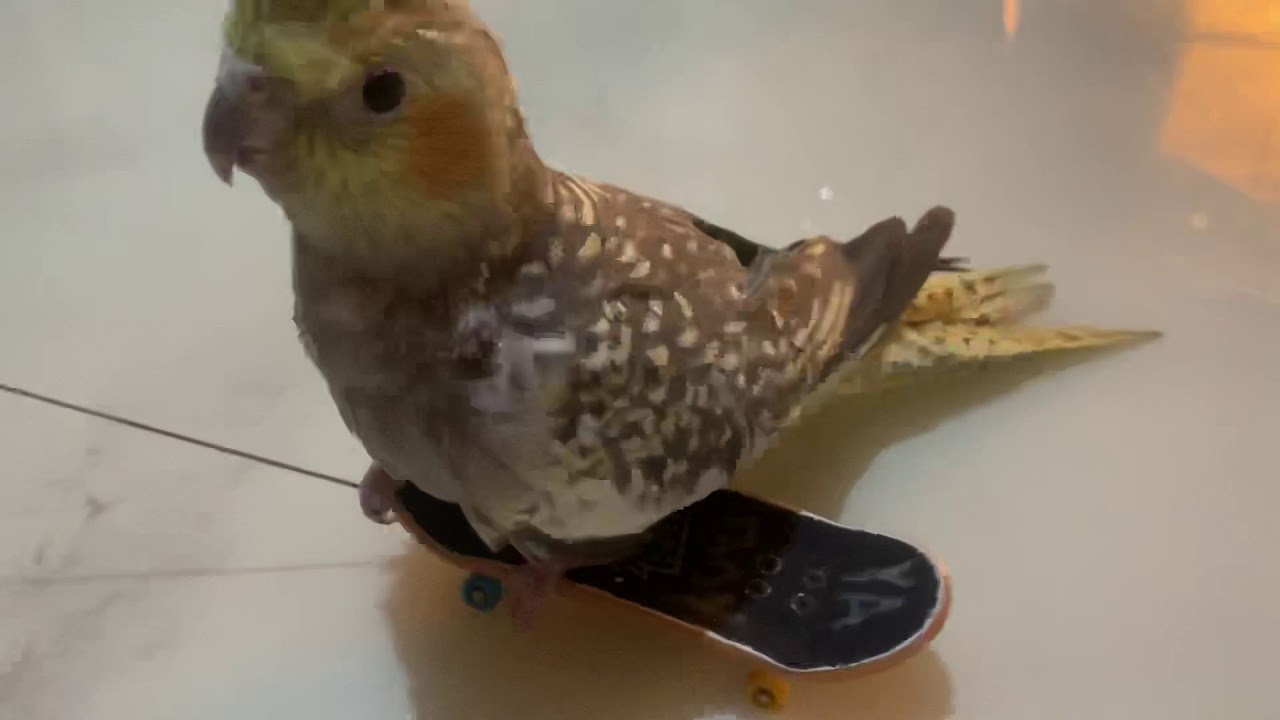 Bird skateboarding - YouTube