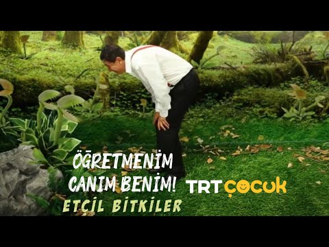 Öğretmenim Canım Benim 11.Bölüm - Etçil Bitkiler (Full HD) [TRT Çocuk]