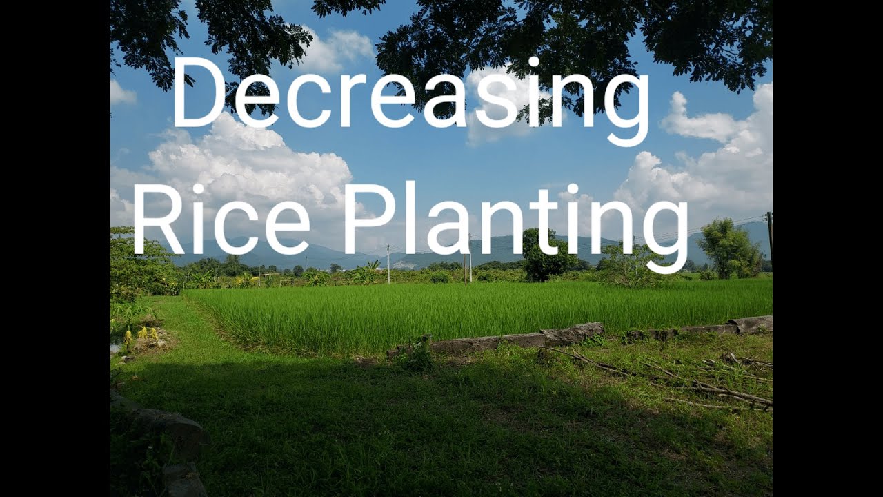 Decreasing Rice Planting - YouTube