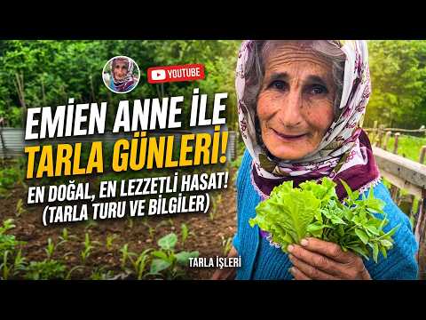 Emine anne tarlada anlattı -Tarla İşleri  #karadeniz #trabzon #köy #köyişleri #anne #ana #maçkatv