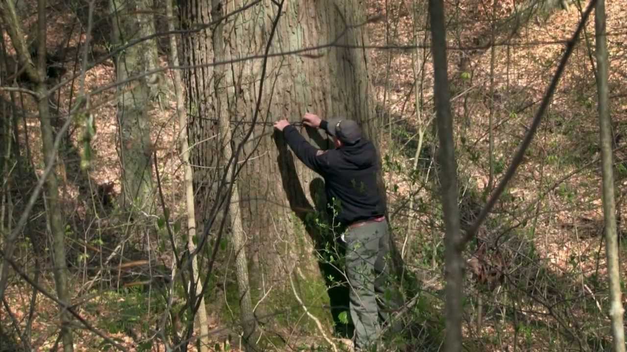 Guided Hikes with the Division of Nature Preserves - Donaldson's Woods ...