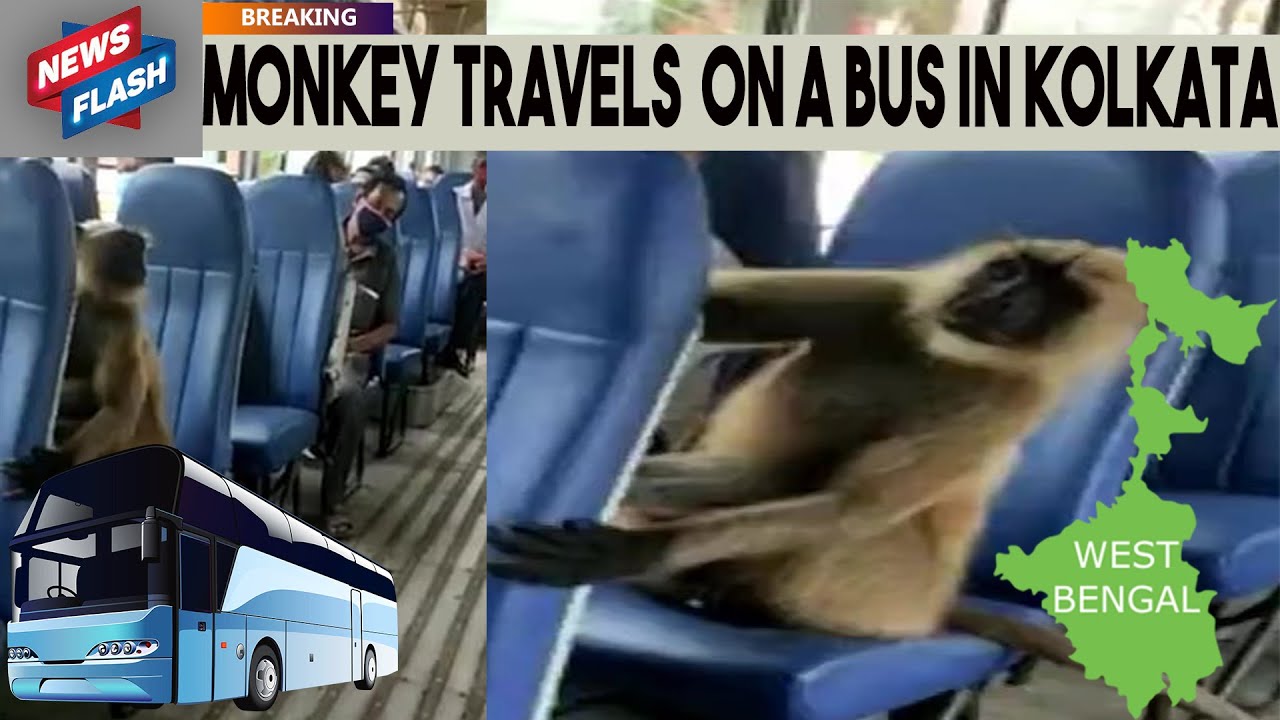 FLASH NEWS FOR DEAF 5th MAY 2020 ( MONKEY TRAVEL ON BUS IN KOLKATA ...
