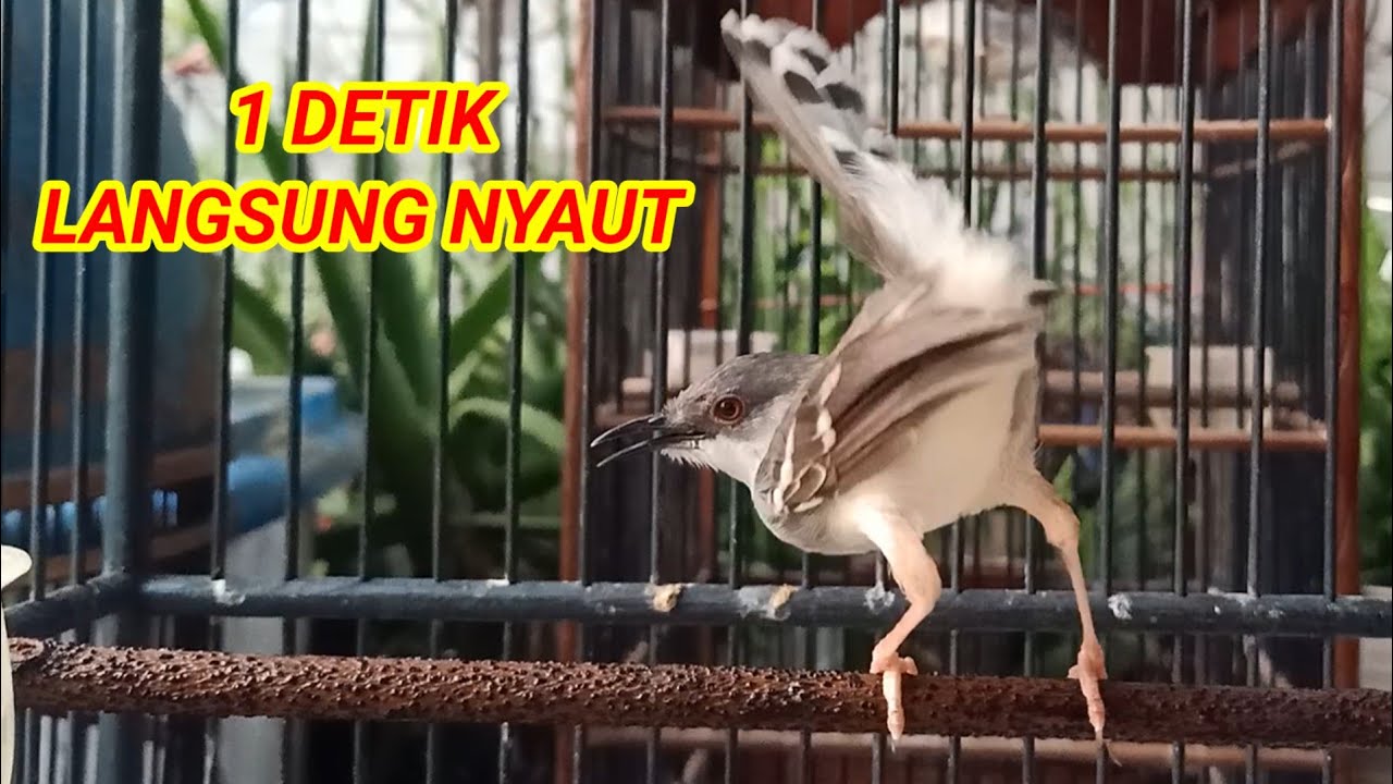ciblek semi gacor, CIBLEK TARUNG paling terbaik jadikan muda ciblek ...