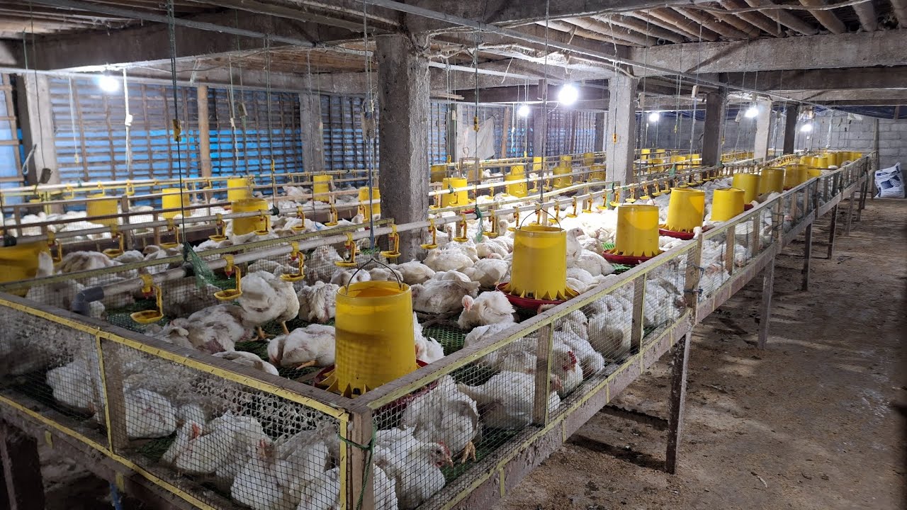 Lanjut di kandang tekuk rak - YouTube