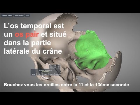 L'os temporal - YouTube