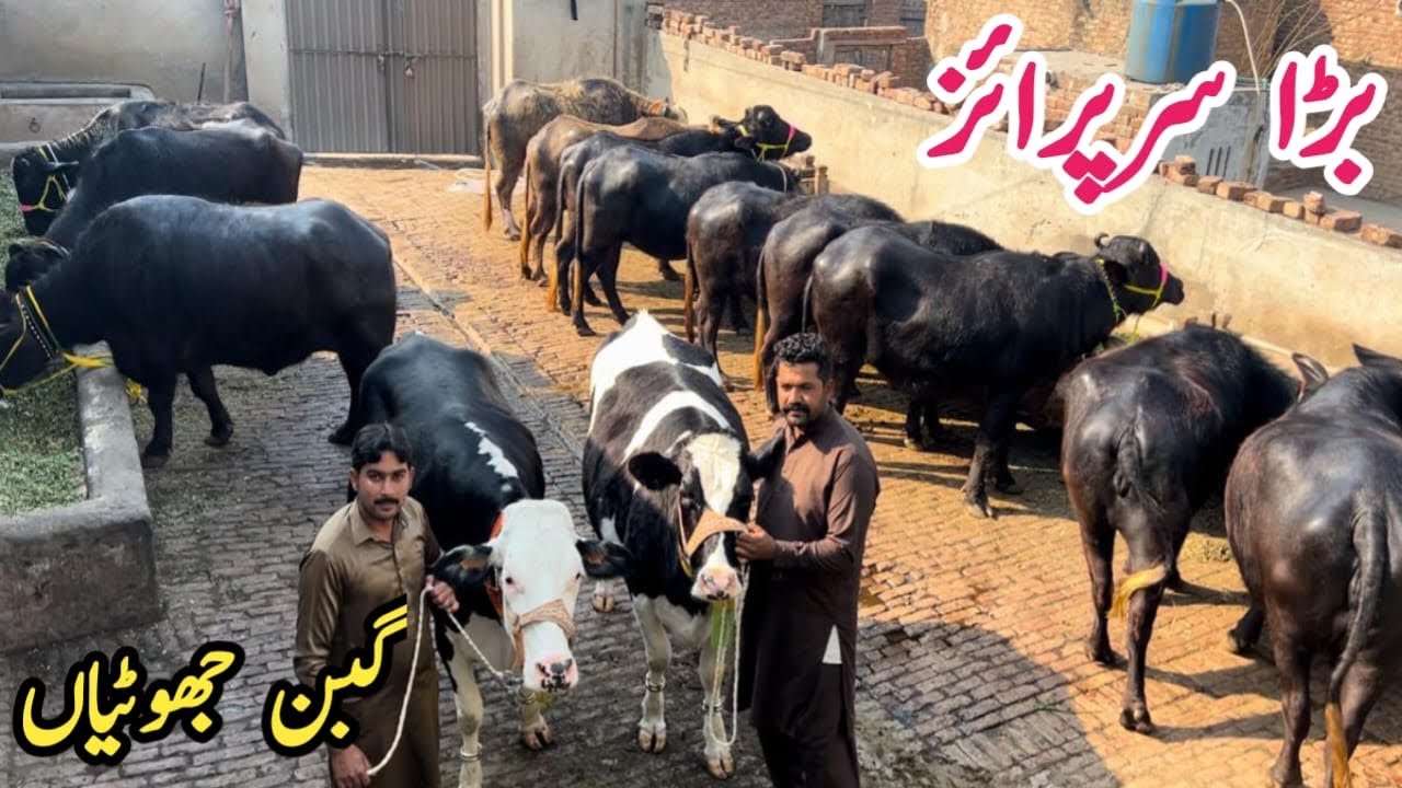 World Beautiful Gabbon Jhotian in Sheikhupura |Top Nali Ravi Buffaloes ...